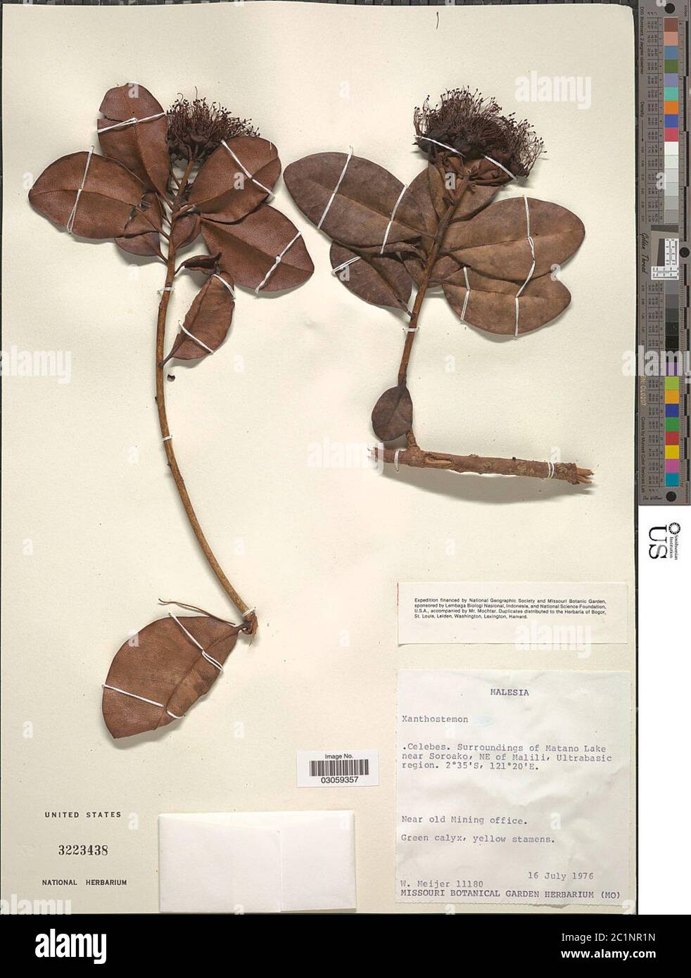 Xanthostemon sp hi-res stock photography and images - Alamy