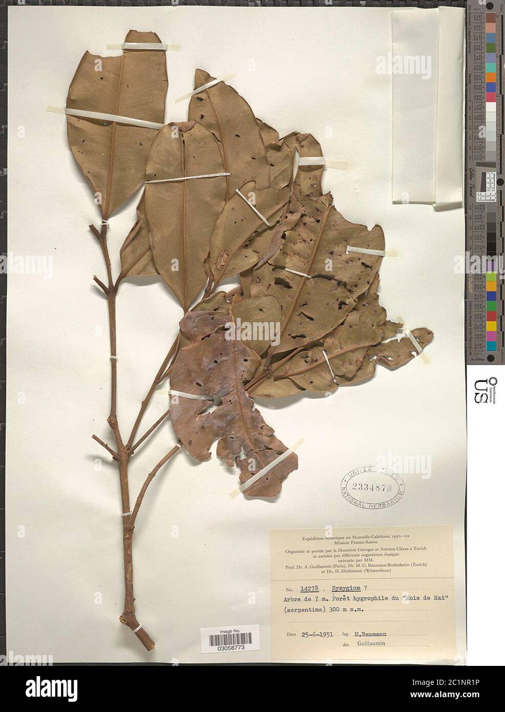 Syzygium sp Syzygium sp Stock Photo - Alamy