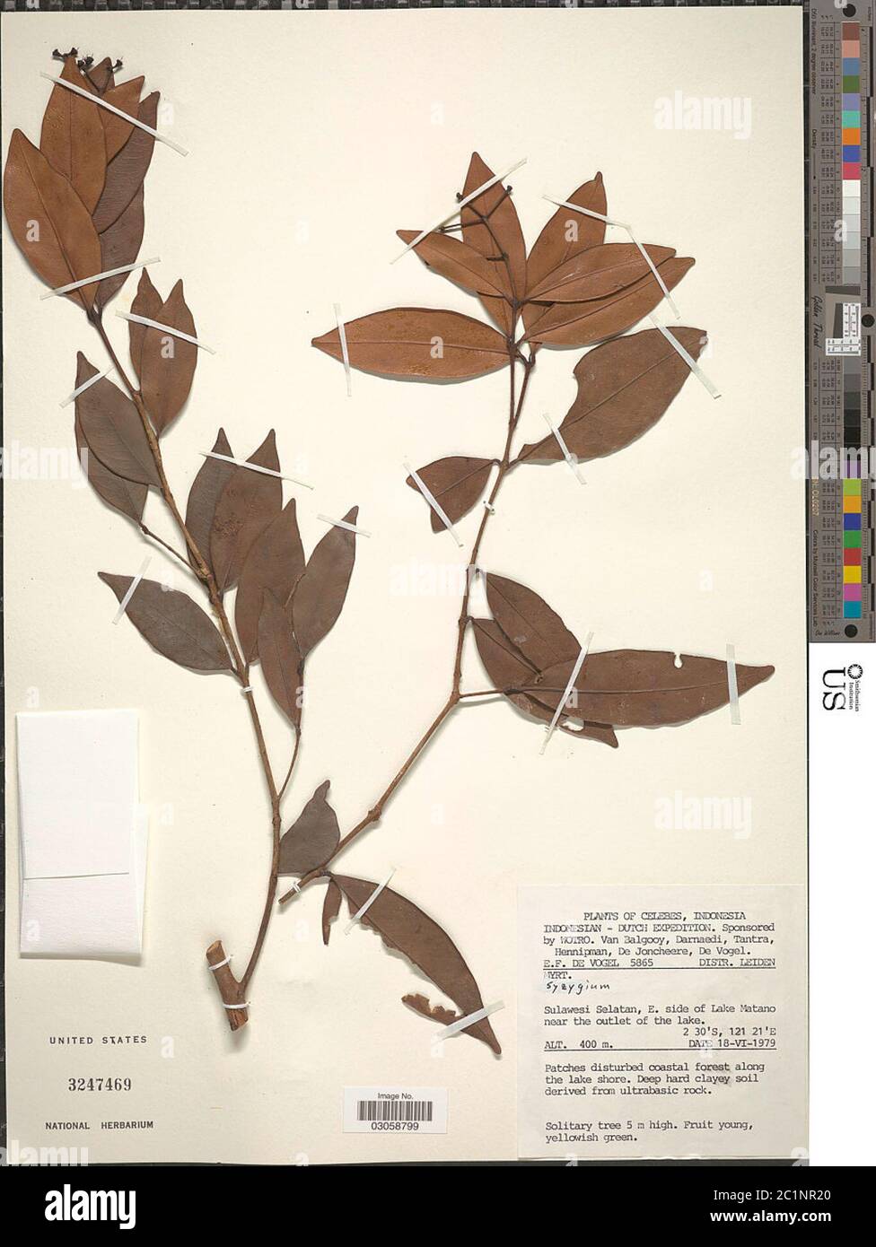 Syzygium sp Syzygium sp Stock Photo - Alamy