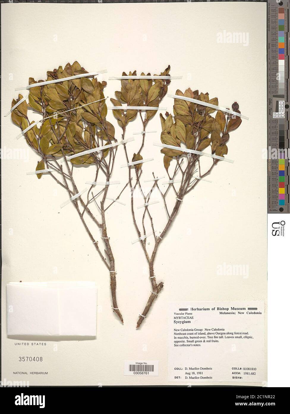 Syzygium sp Syzygium sp Stock Photo - Alamy