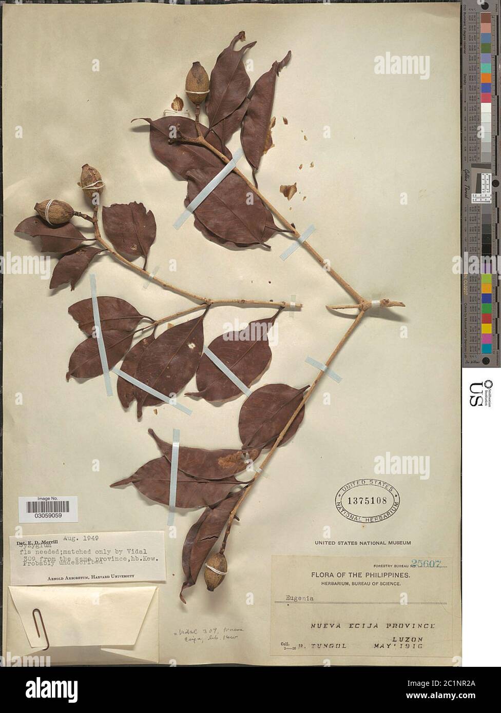 Syzygium sp sp hi-res stock photography and images - Alamy