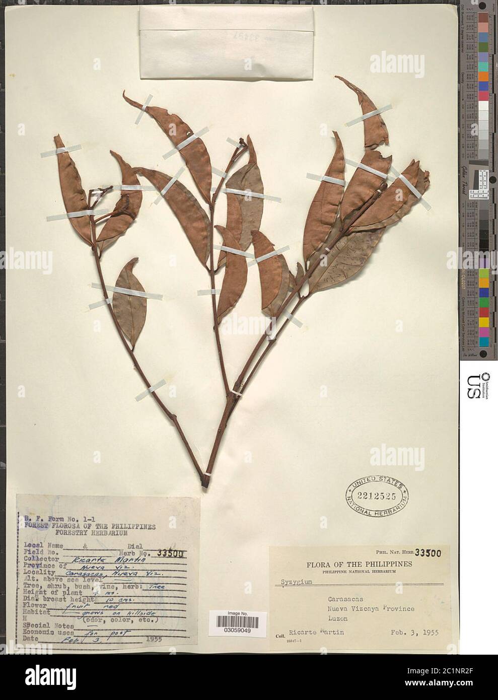 Syzygium sp Syzygium sp Stock Photo - Alamy