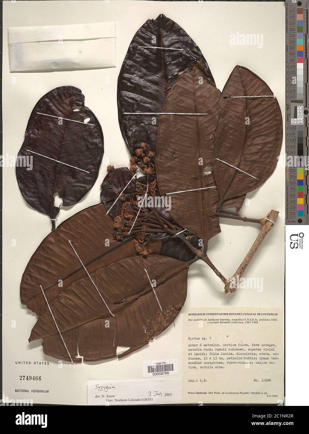 Syzygium sp sp hi-res stock photography and images - Alamy