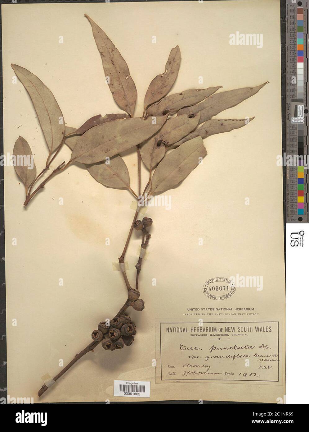 Eucalyptus punctata DC A Cunn ex Eucalyptus punctata DC A Cunn ex Stock ...