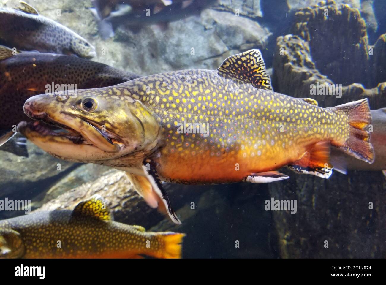 Rainbow Trout Fish Tank