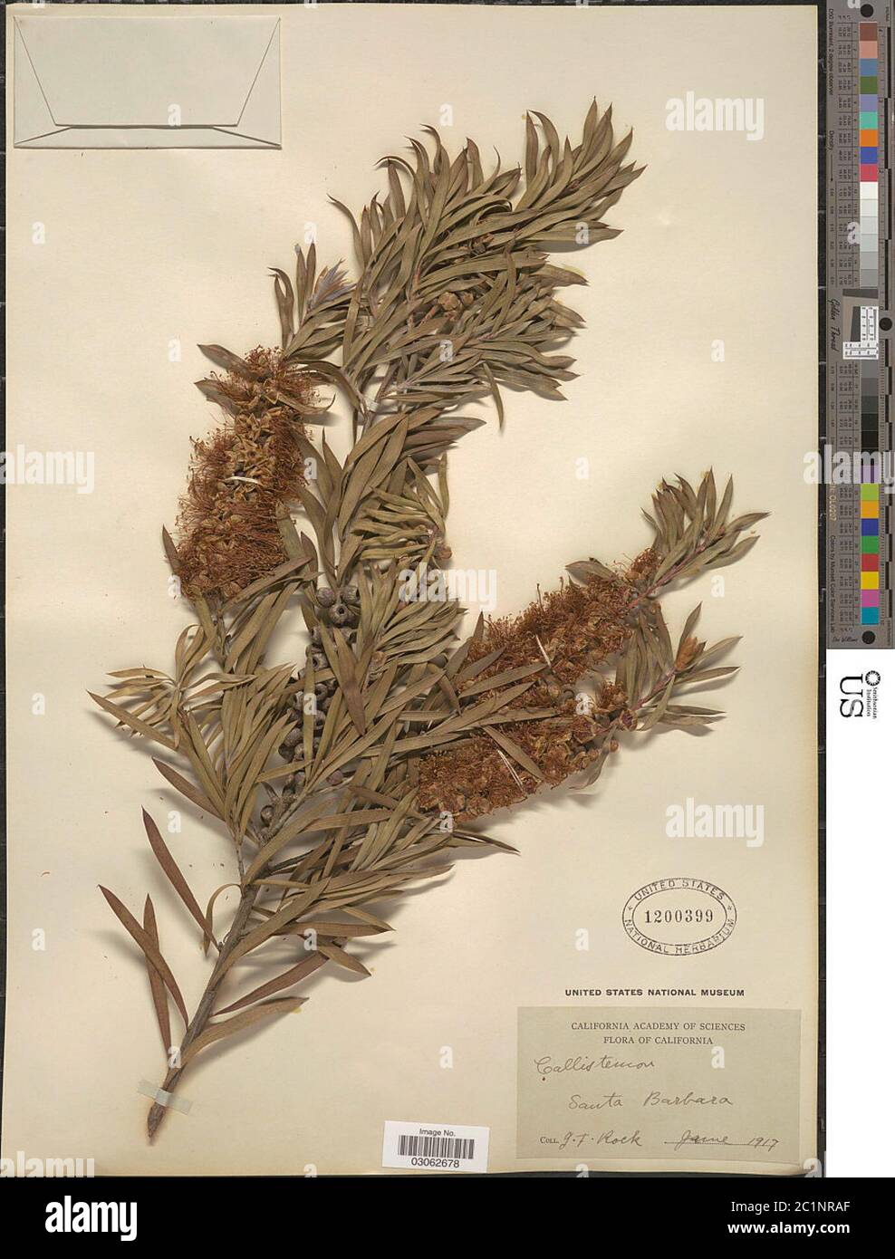 Callistemon sp Callistemon sp Stock Photo - Alamy