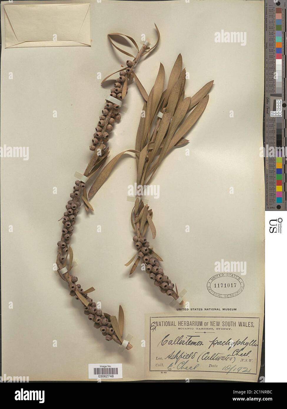 Callistemon pachyphyllus Callistemon pachyphyllus Stock Photo - Alamy