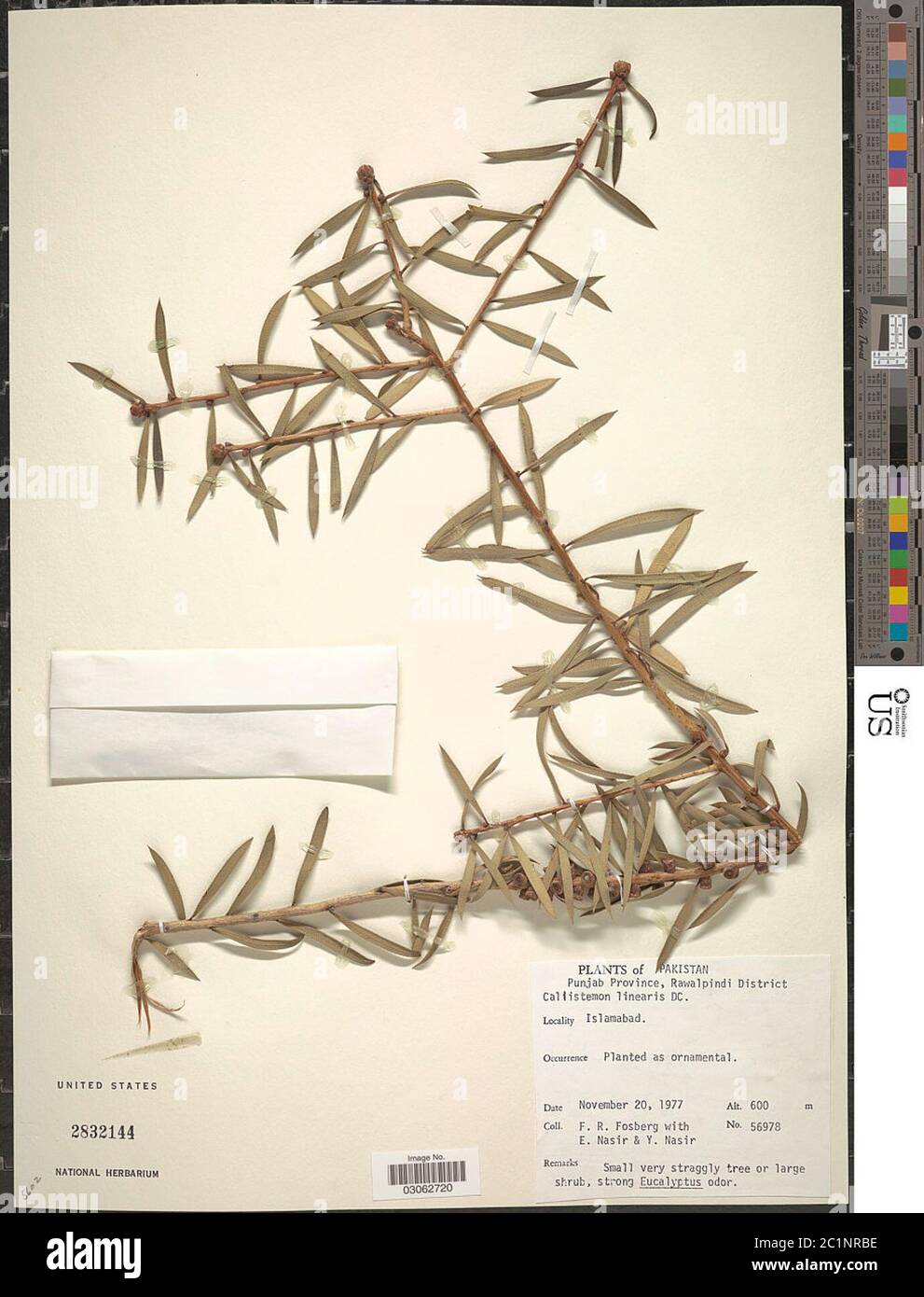 Plant callistemon red bottlebrush hi-res stock photography and images ...