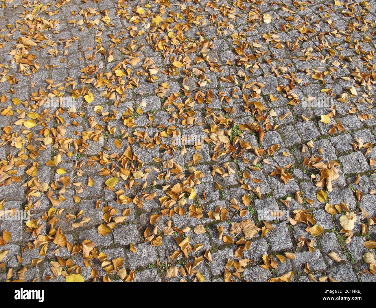 Autumn leaves on paving stones Stock Photo - Alamy