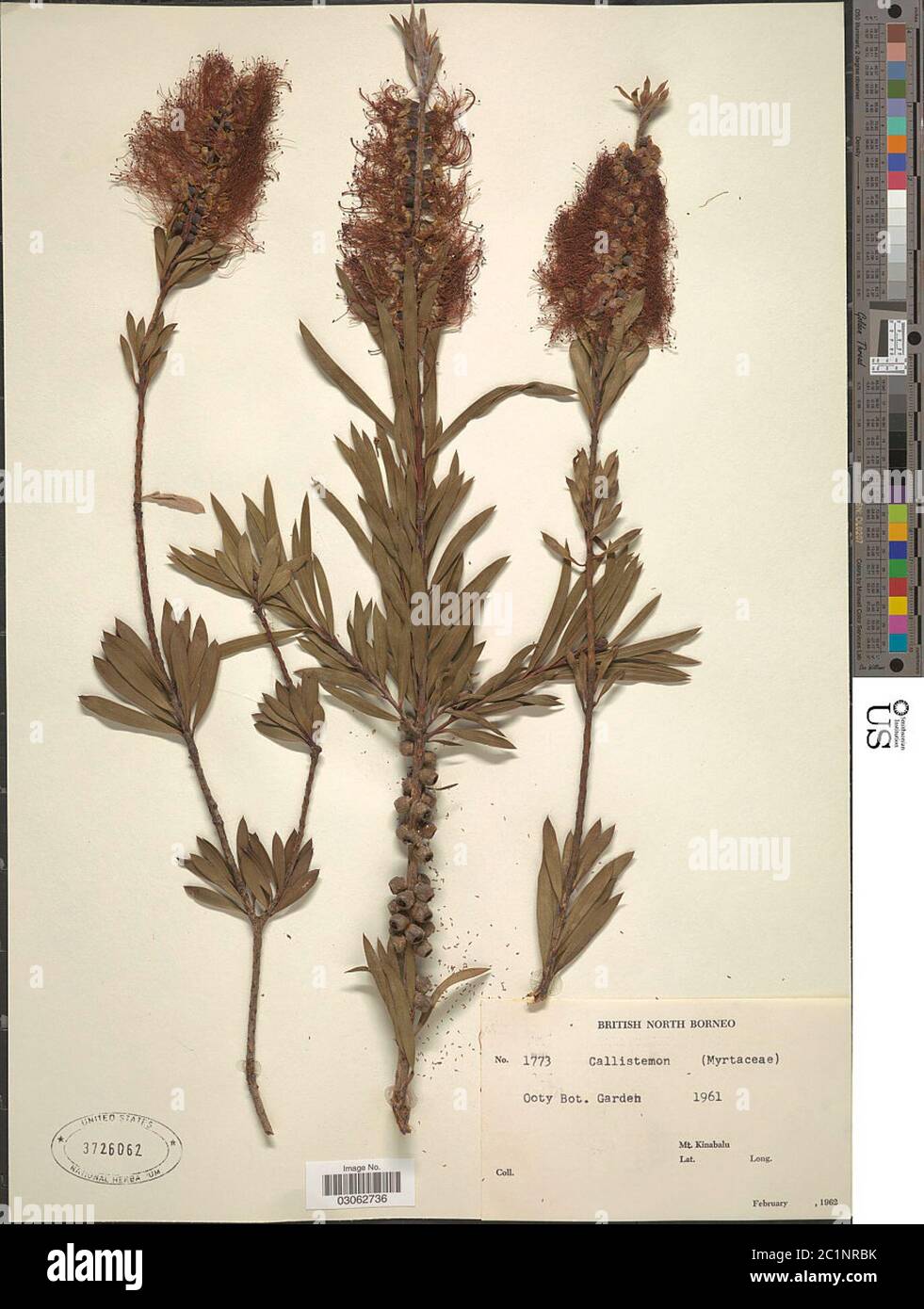 Callistemon sp Callistemon sp Stock Photo - Alamy