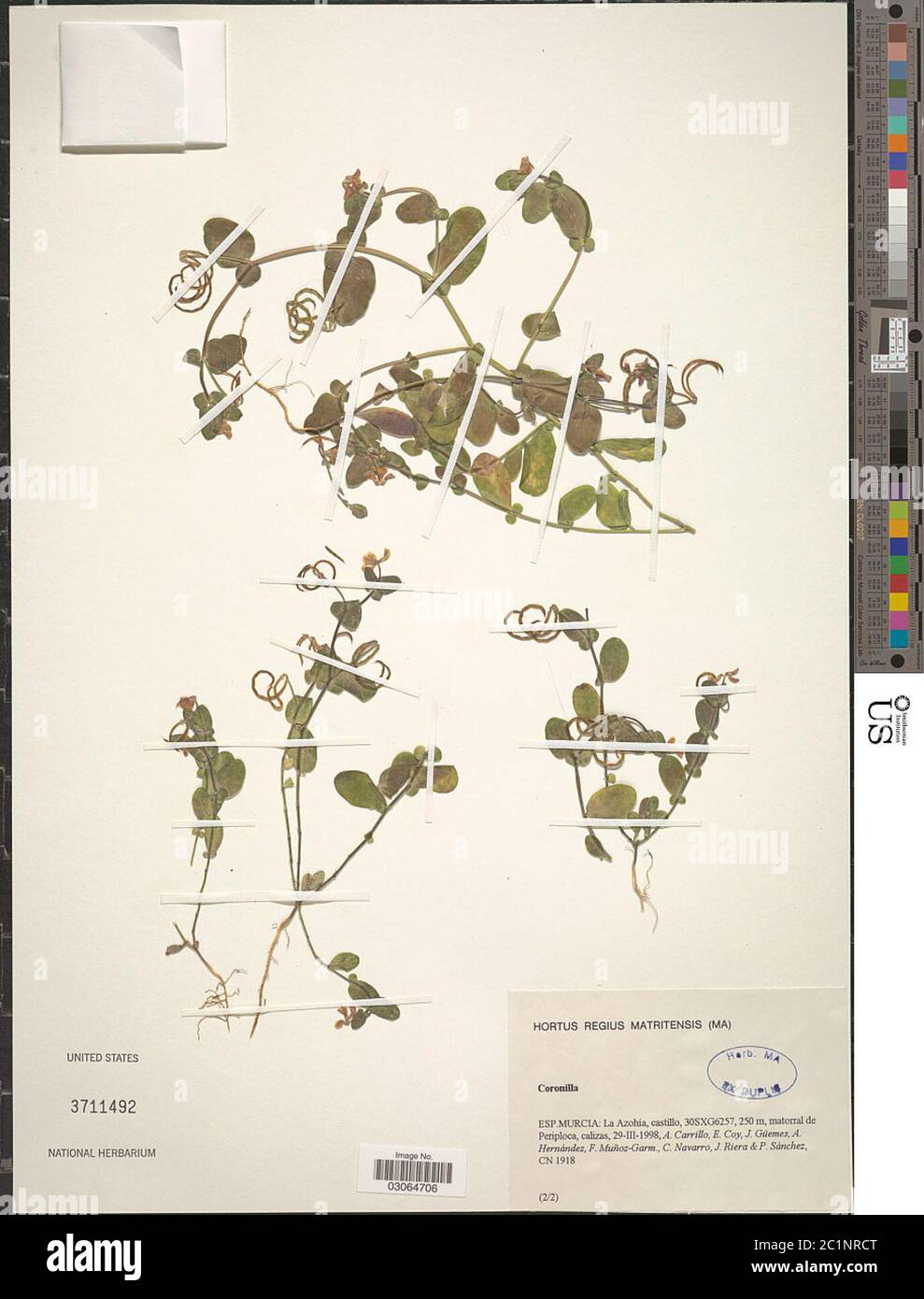 Coronilla coronilla sp hi-res stock photography and images - Alamy