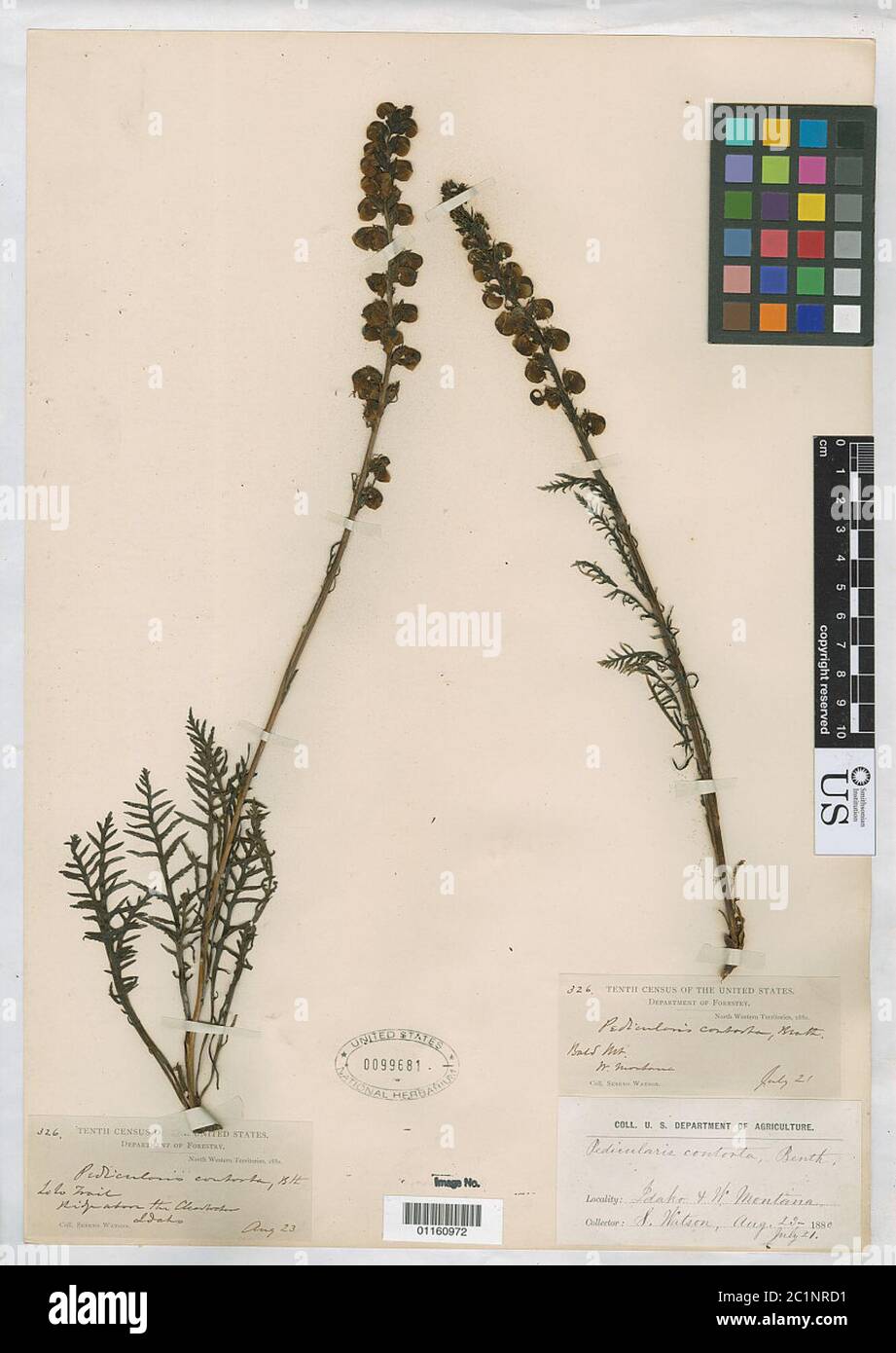 Pedicularis contorta Benth Pedicularis contorta Benth Stock Photo - Alamy