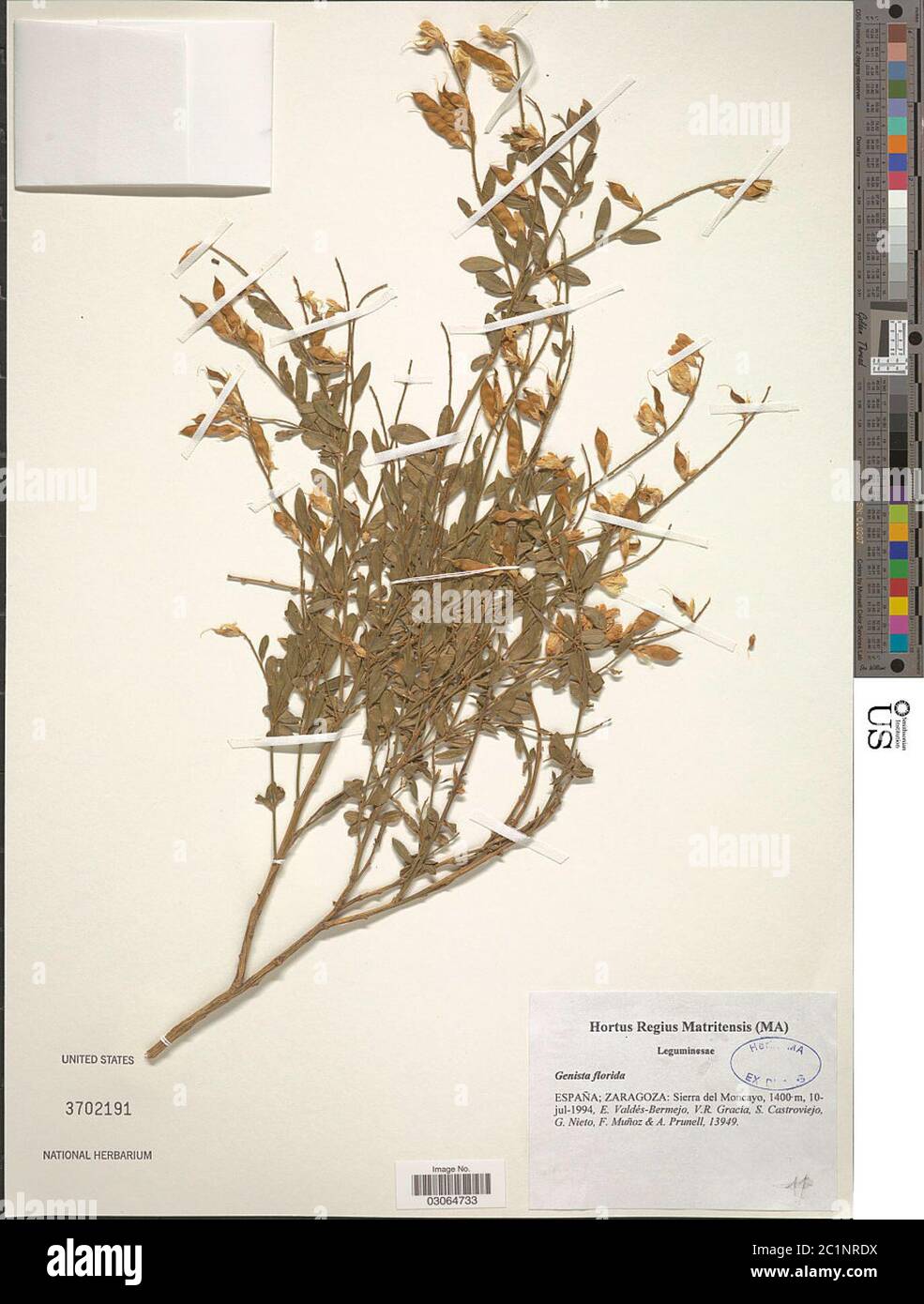 Genista florida L Genista florida L Stock Photo - Alamy