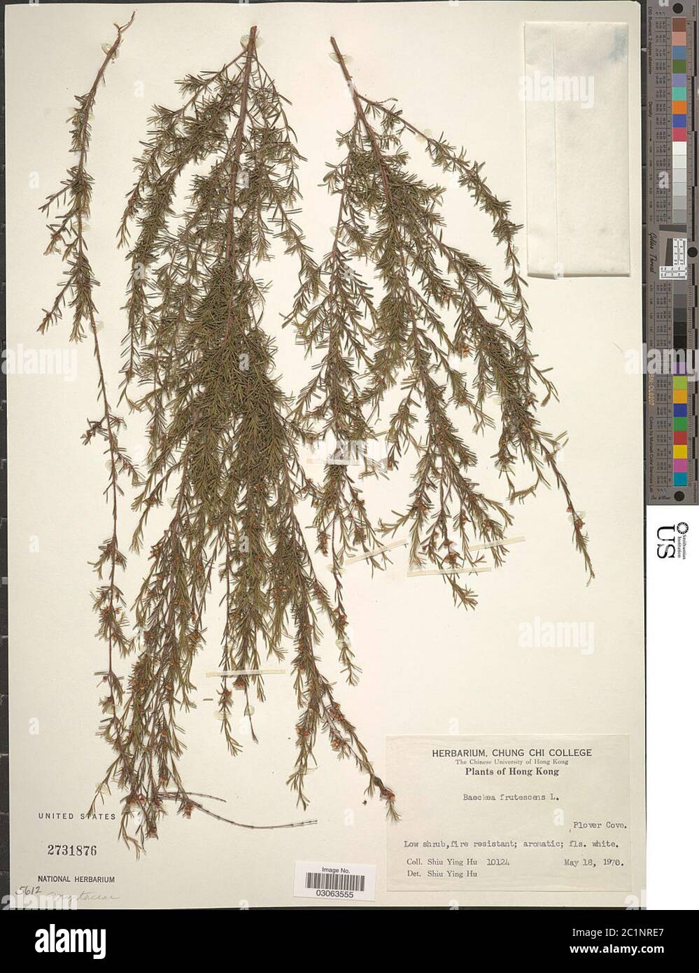 Baeckea frutescens Baeckea frutescens Stock Photo - Alamy