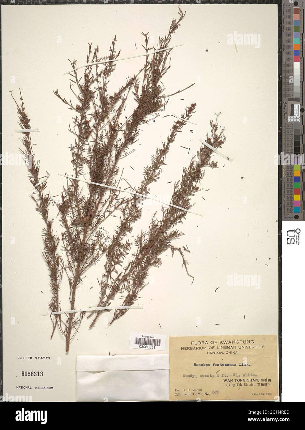 Baeckea frutescens Baeckea frutescens Stock Photo - Alamy