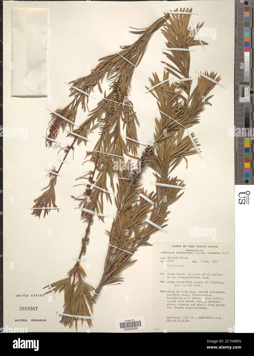 Callistemon sp Callistemon sp Stock Photo - Alamy