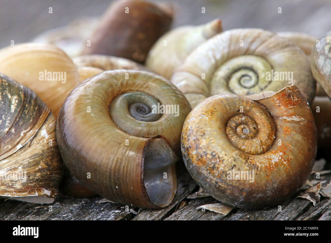 Freshwater snail hi-res stock photography and images - Alamy
