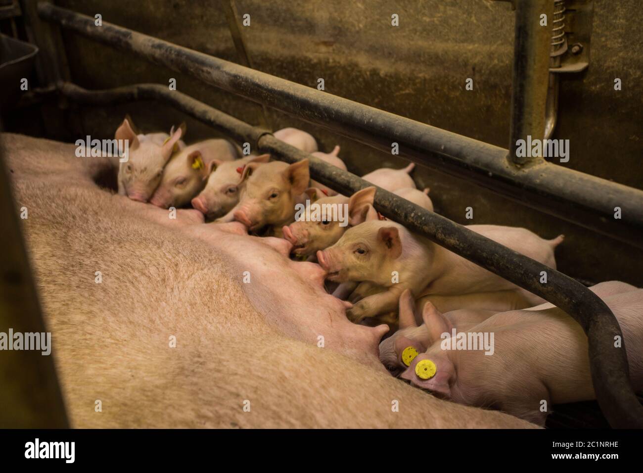 Mother pig locked in a cage with her piglets on a breeding farm Stock ...