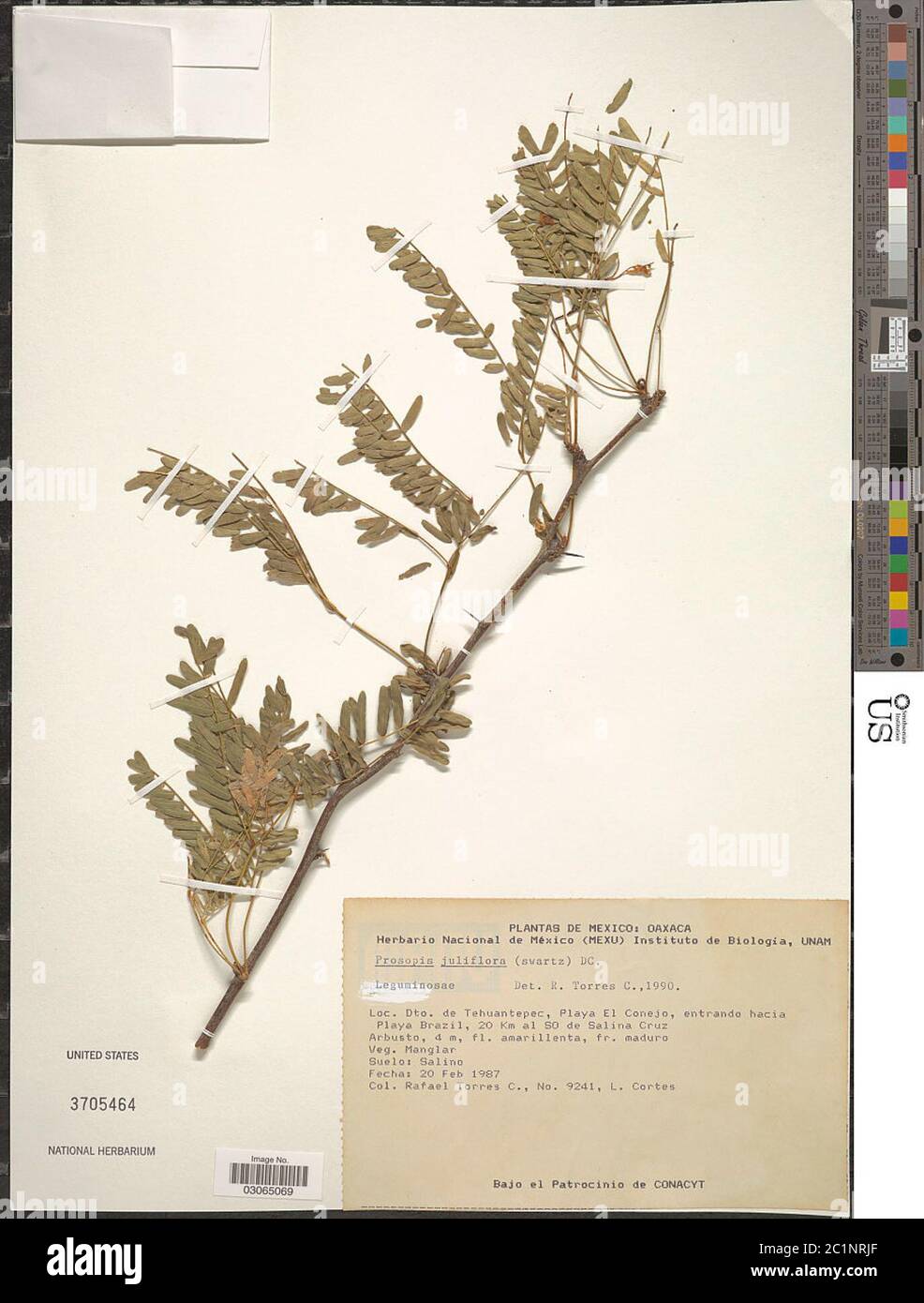 Juliflora tree hi-res stock photography and images - Alamy
