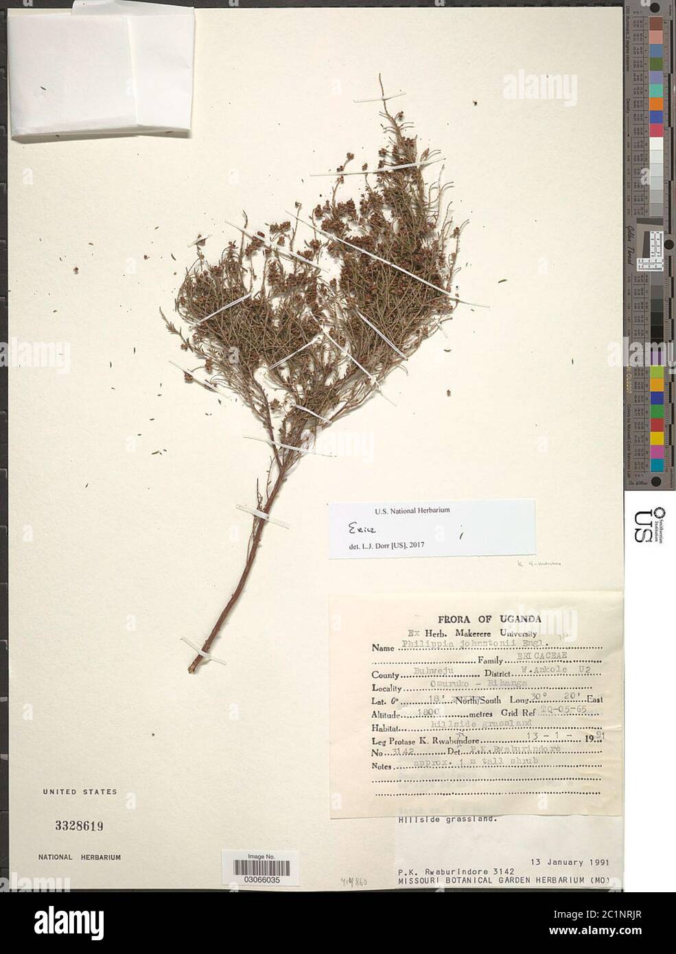 Erica sp Erica sp Stock Photo - Alamy