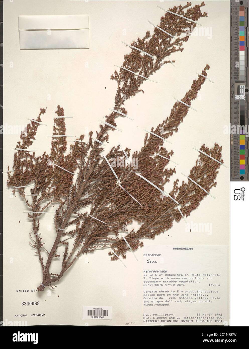 Erica sp Erica sp Stock Photo - Alamy