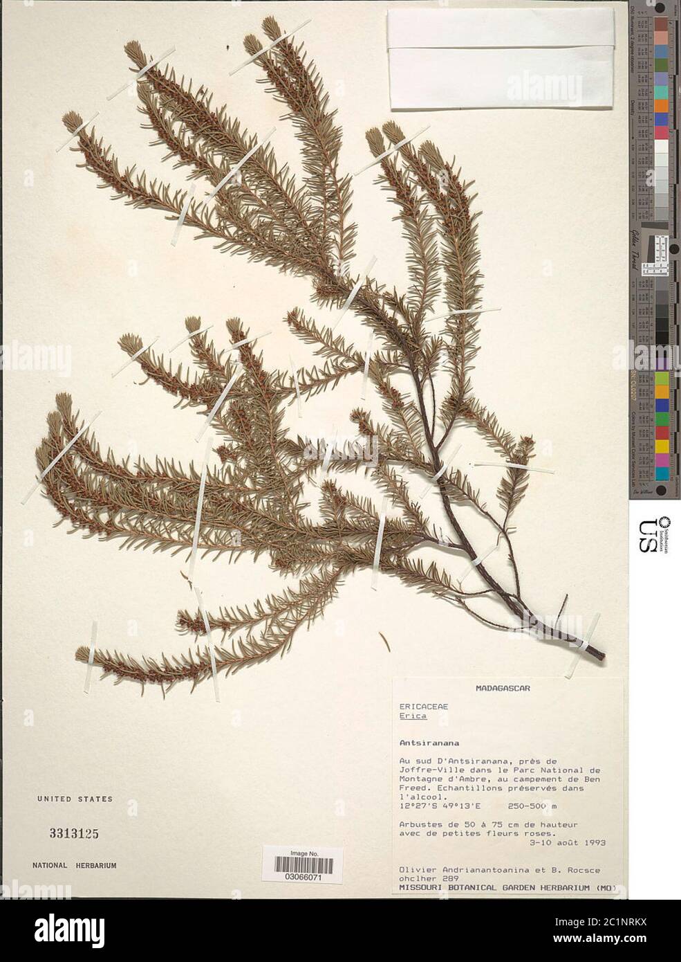 Erica sp Erica sp Stock Photo - Alamy