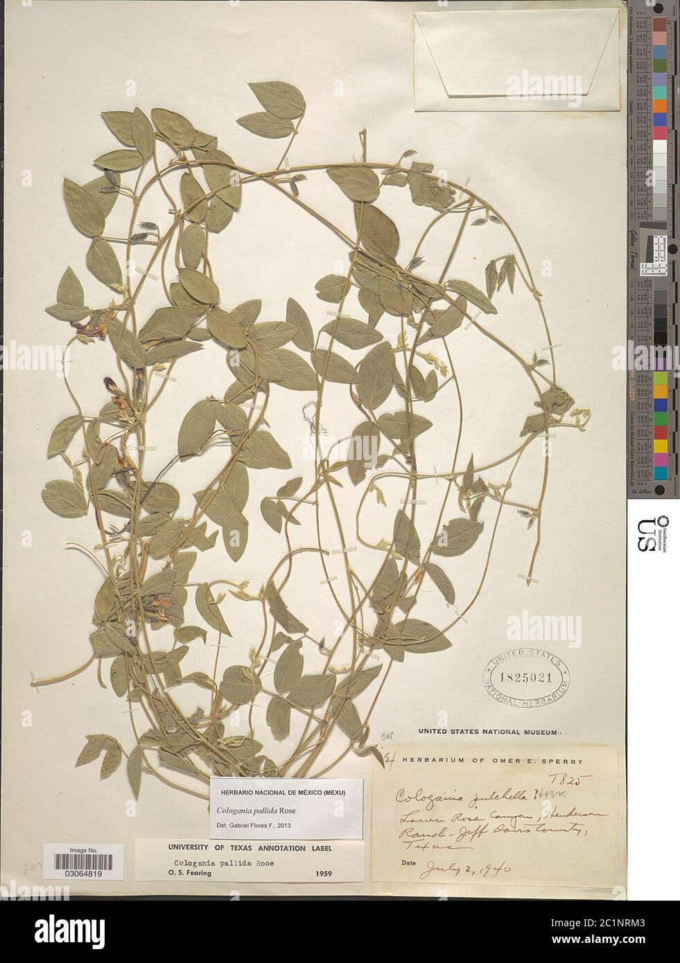 Cologania pallida Rose Cologania pallida Rose Stock Photo - Alamy