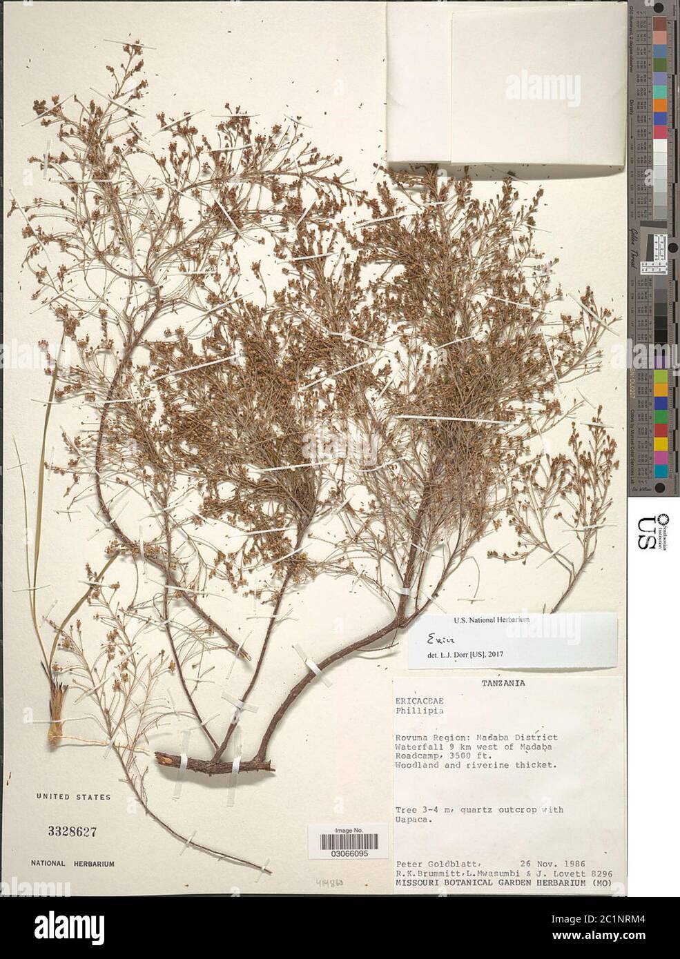 Erica sp Erica sp Stock Photo - Alamy