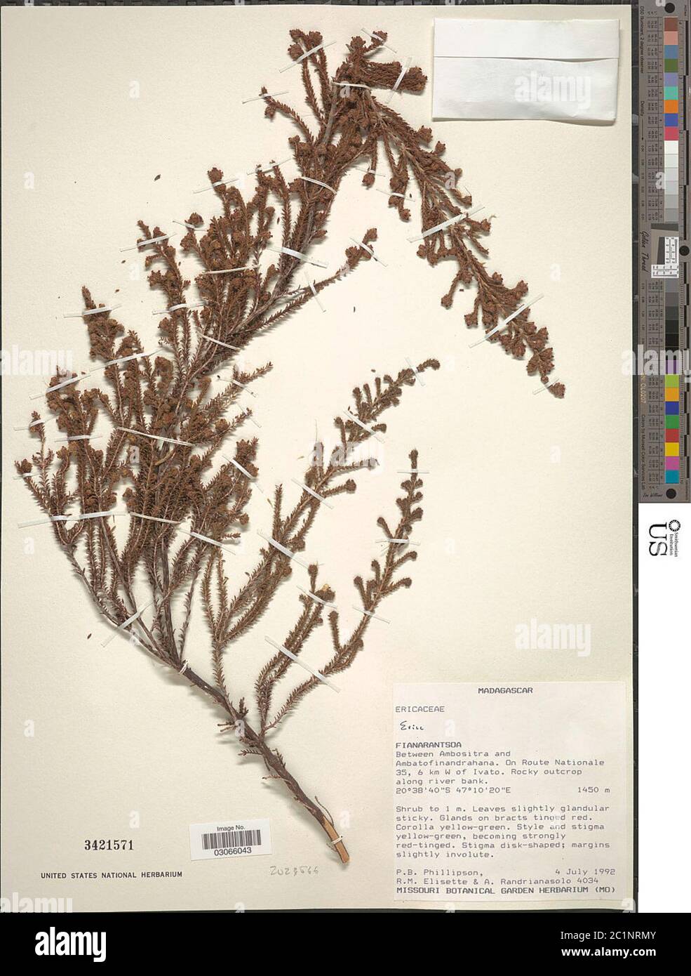 Erica sp Erica sp Stock Photo - Alamy