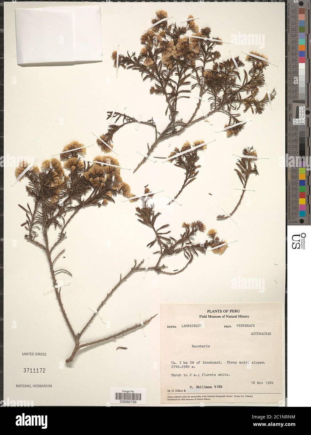 Baccharis baccharis sp hi-res stock photography and images - Alamy