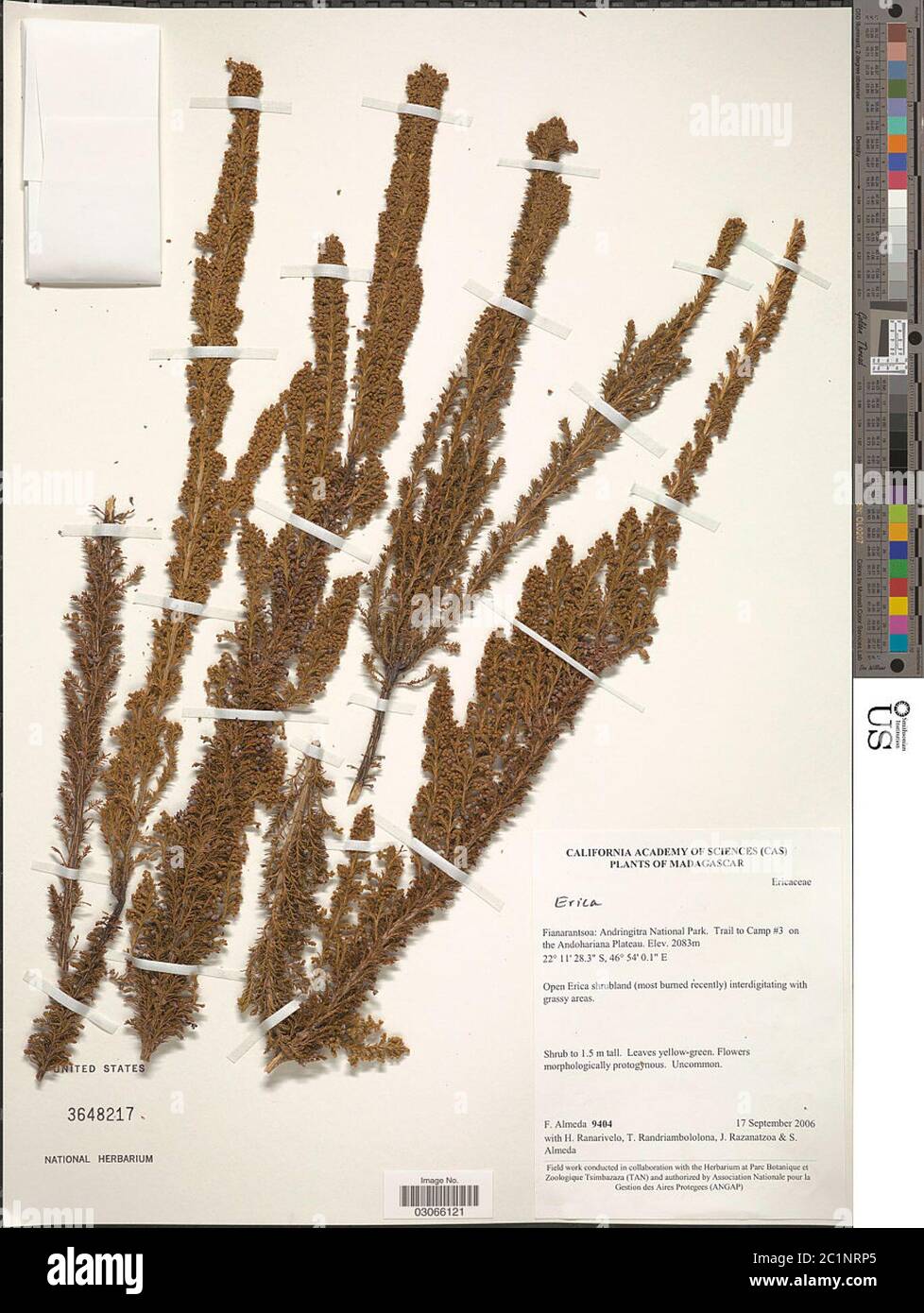 Heath erica sp hi-res stock photography and images - Alamy