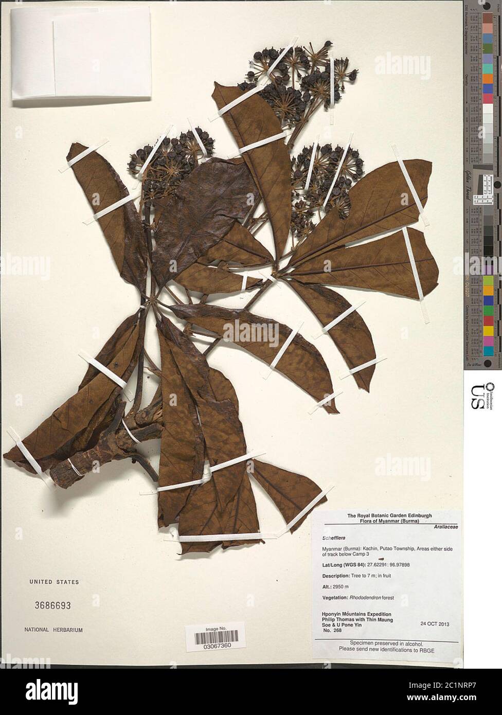 Schefflera sp Schefflera sp Stock Photo - Alamy