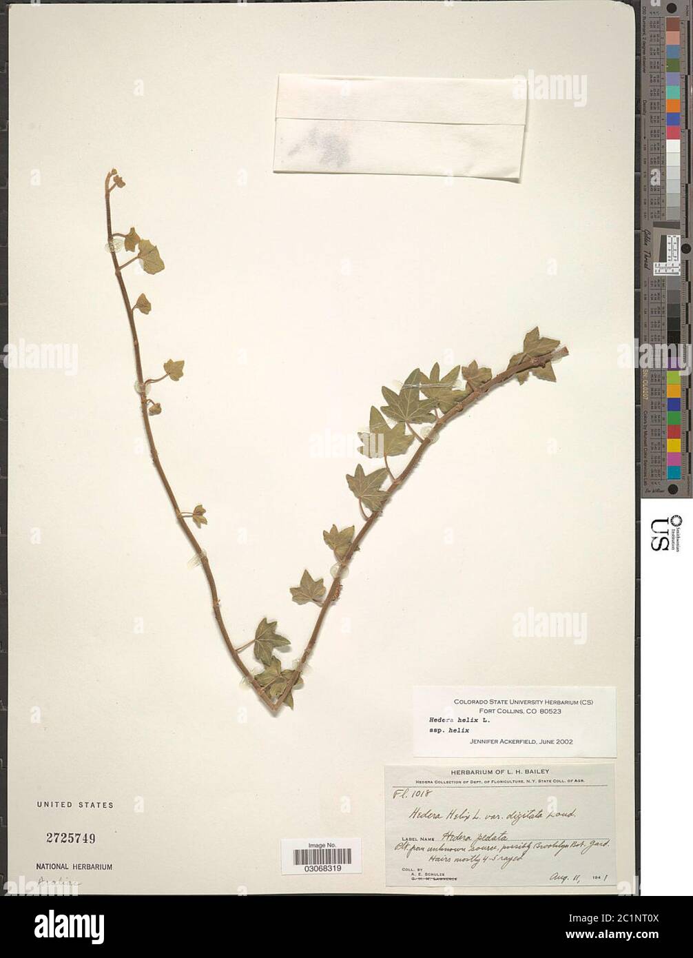 Hedera helix L Hedera helix L Stock Photo - Alamy