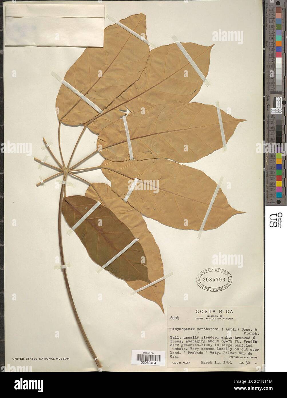 Schefflera sp hi-res stock photography and images - Alamy