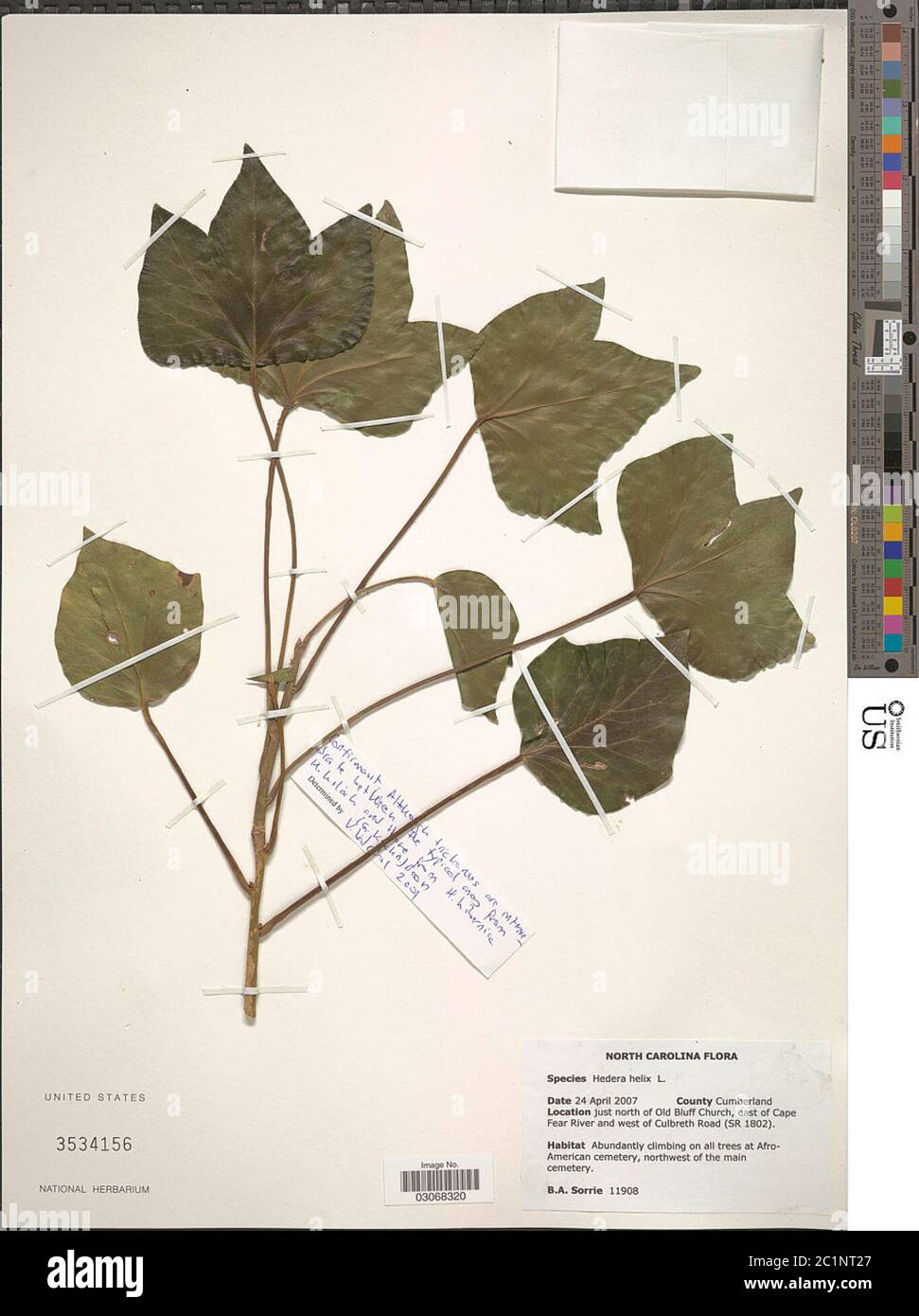 Hedera helix L Hedera helix L Stock Photo - Alamy