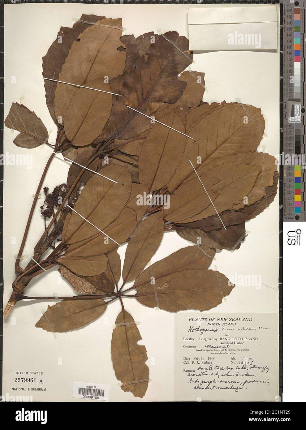 Nothopanax arboreum Nothopanax arboreum Stock Photo - Alamy