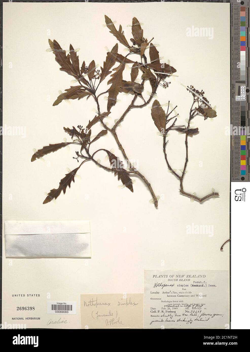 Nothopanax hi-res stock photography and images - Alamy