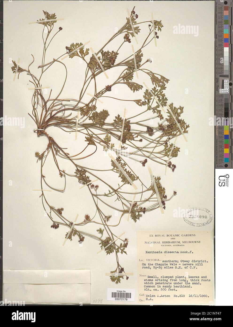 Xanthosia hi-res stock photography and images - Alamy