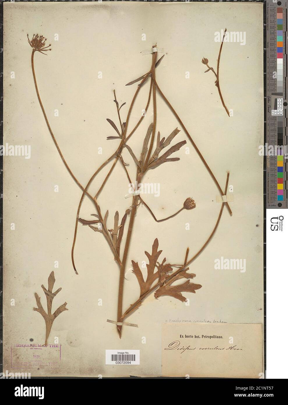 Trachymene coerulea Graham Trachymene coerulea Graham Stock Photo - Alamy