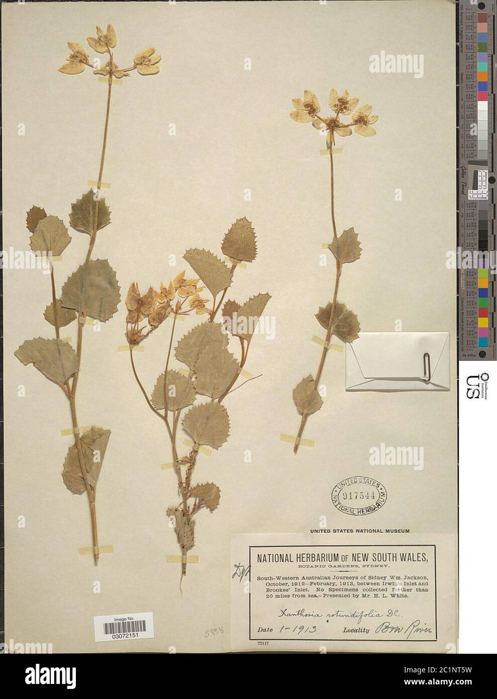 Xanthosia rotundifolia hi-res stock photography and images - Alamy