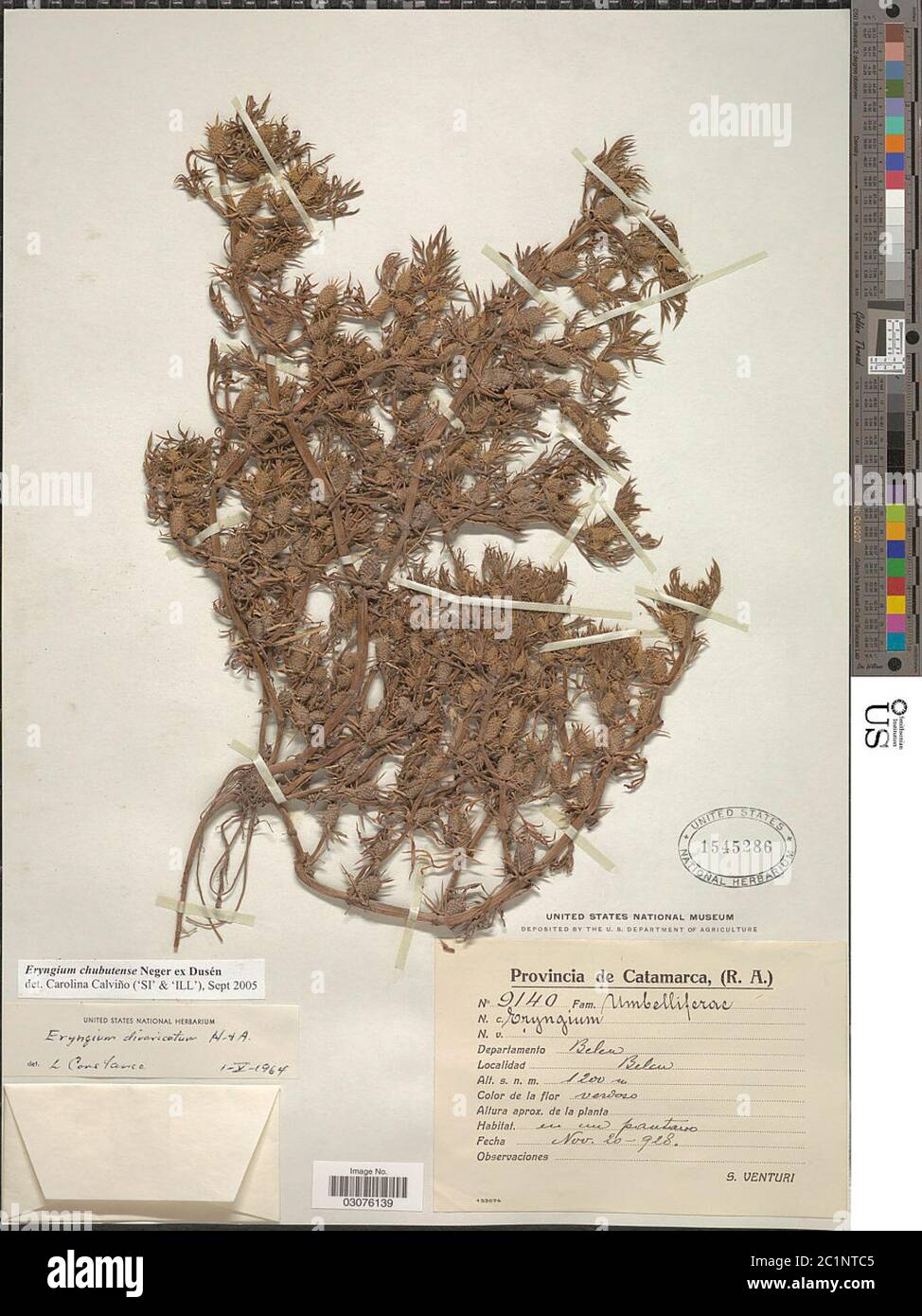 Eryngium chubutense Neger ex Dusn Eryngium chubutense Neger ex Dusn ...