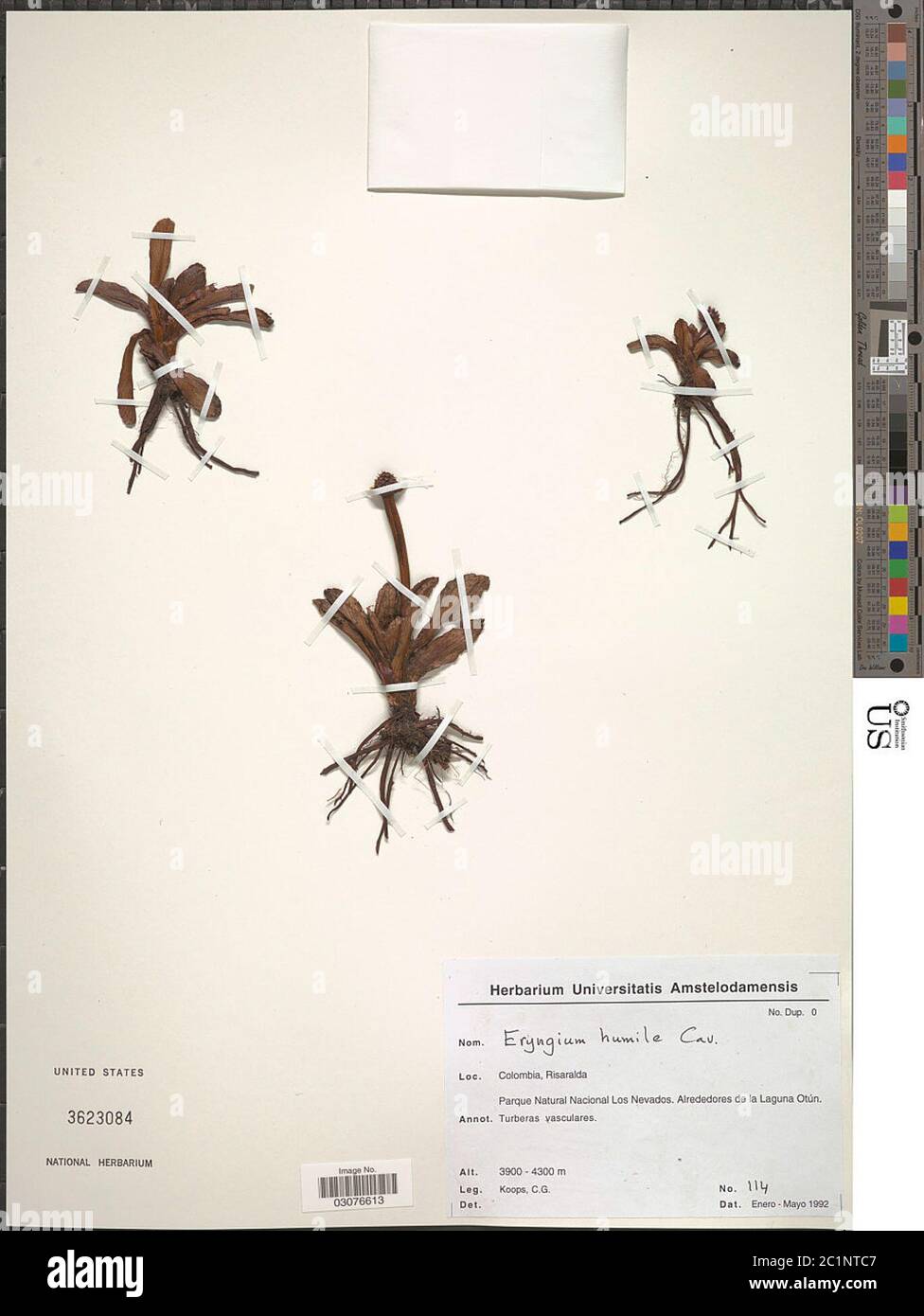 Eryngium humile Cav Eryngium humile Cav Stock Photo - Alamy