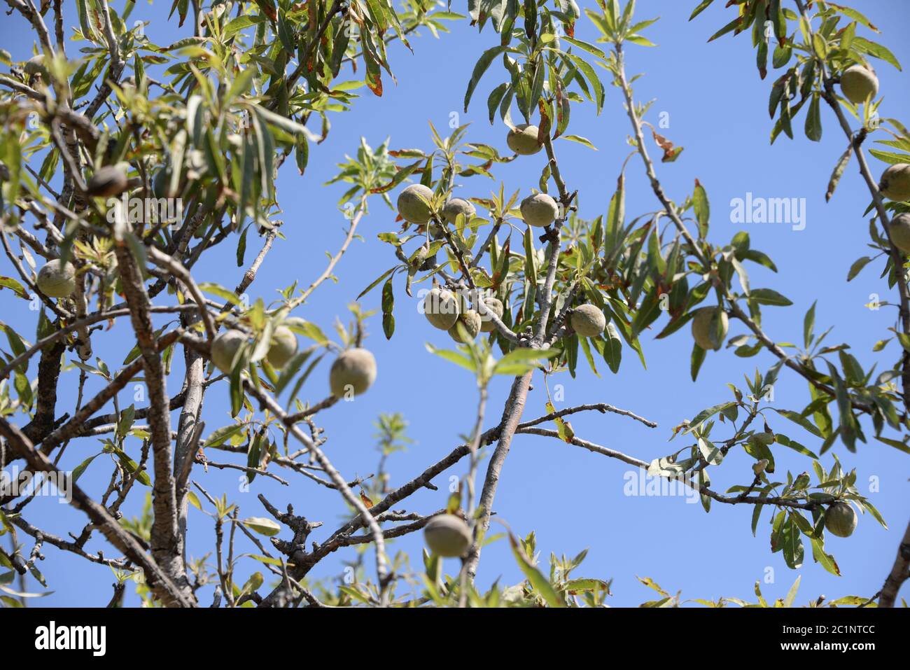 fresh almonds on tree in the province of Alicante, Costa Blanca, Spain ...