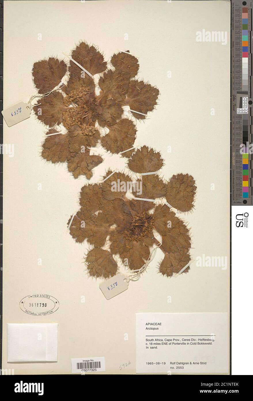 Arctopus sp Arctopus sp Stock Photo - Alamy