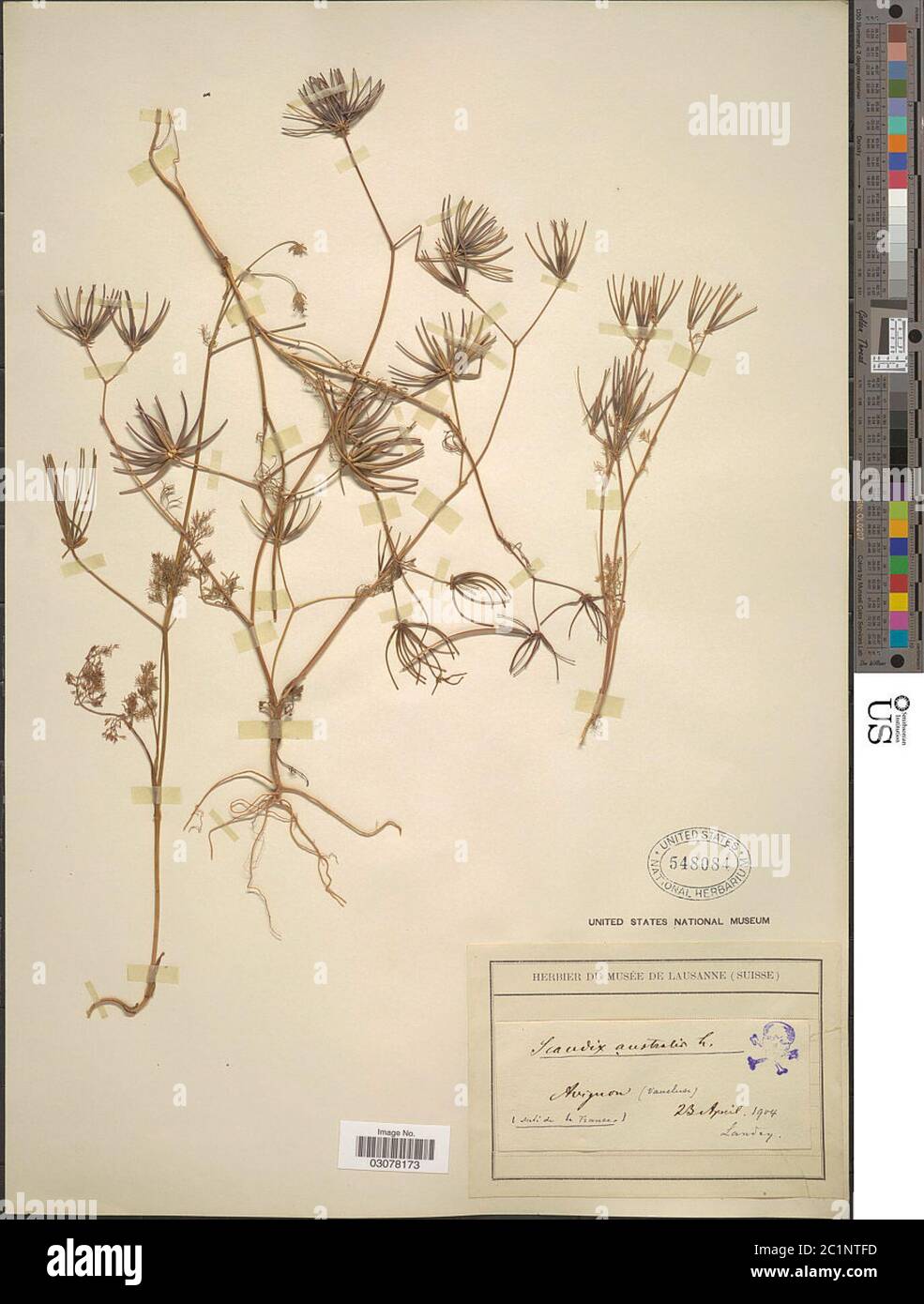 Scandix australis hi-res stock photography and images - Alamy