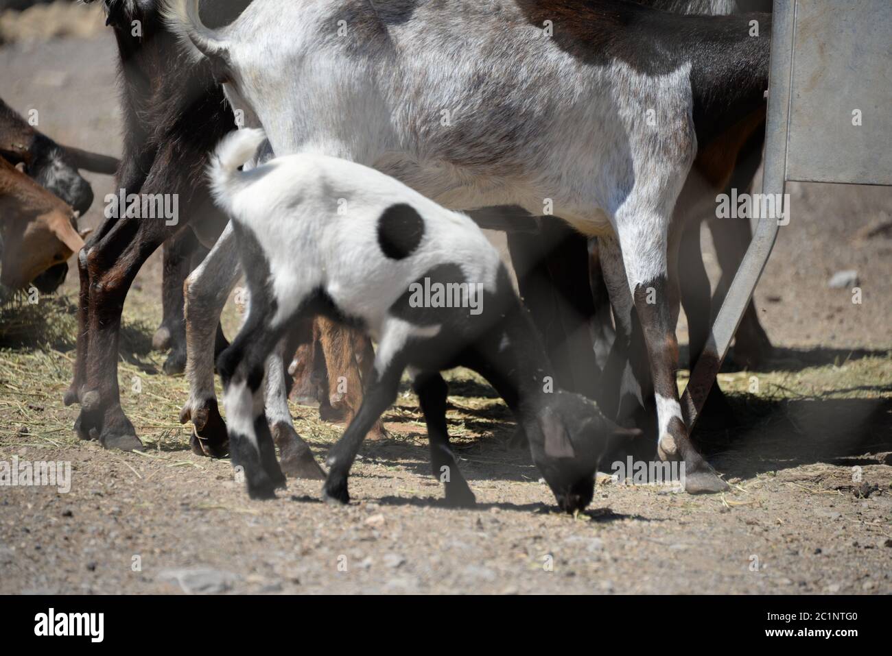 Goats eating in the province of Alicante, Costa Blanca, Spain Stock ...