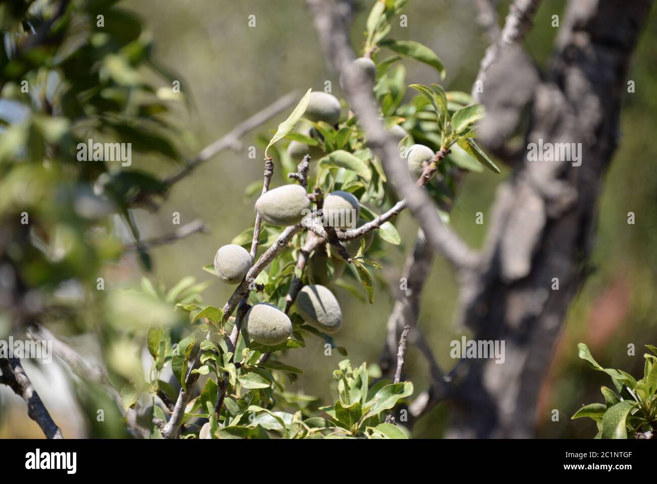 fresh almonds on tree in the province of Alicante, Costa Blanca, Spain ...