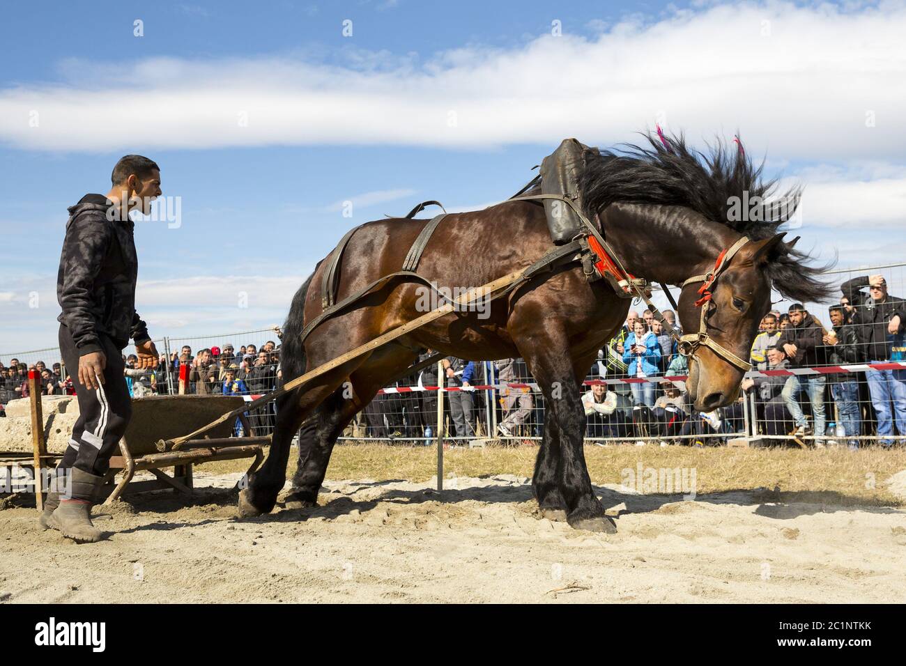 Horse heavy pull tournament Stock Photo - Alamy