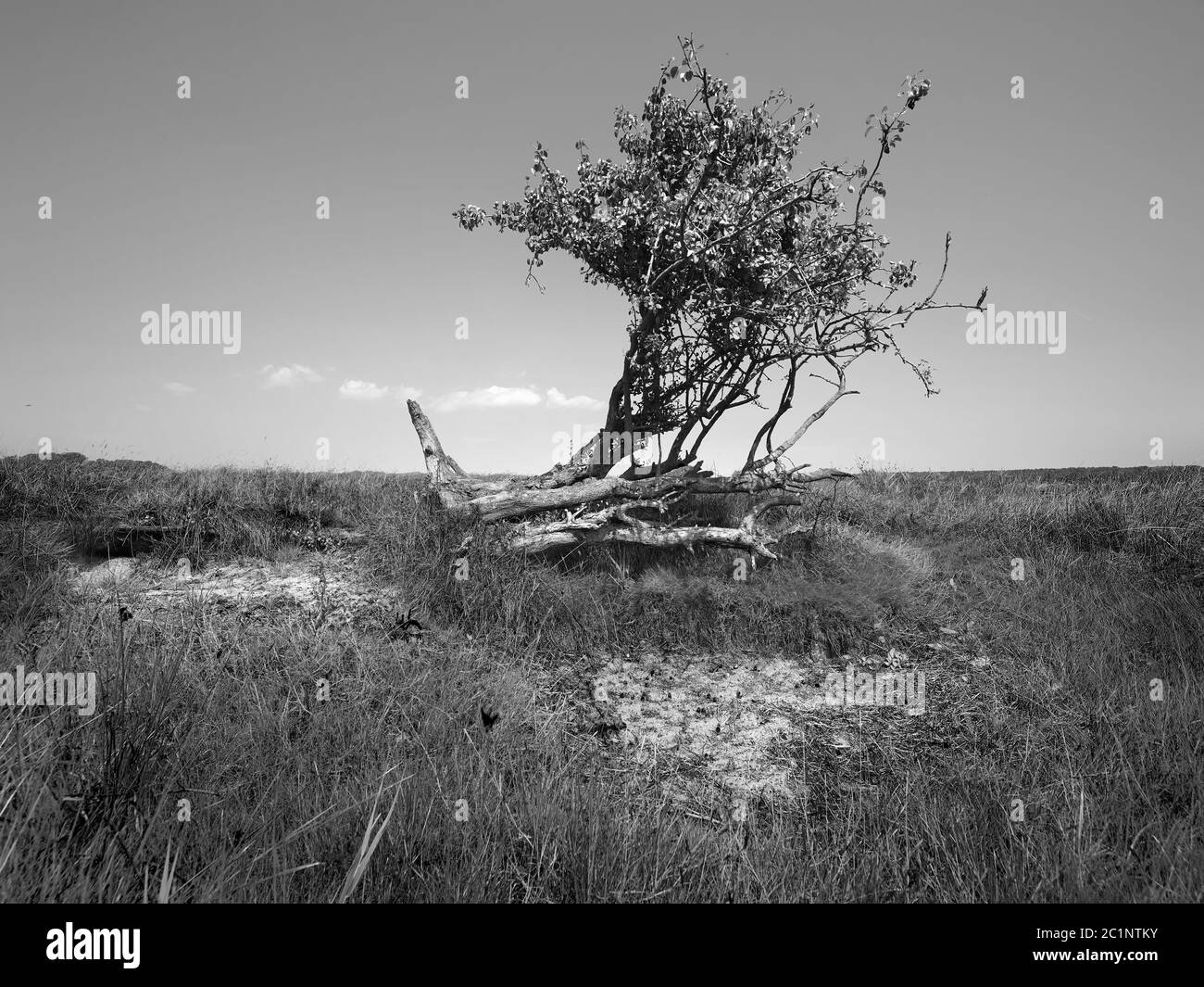 single trees in nature Stock Photo - Alamy