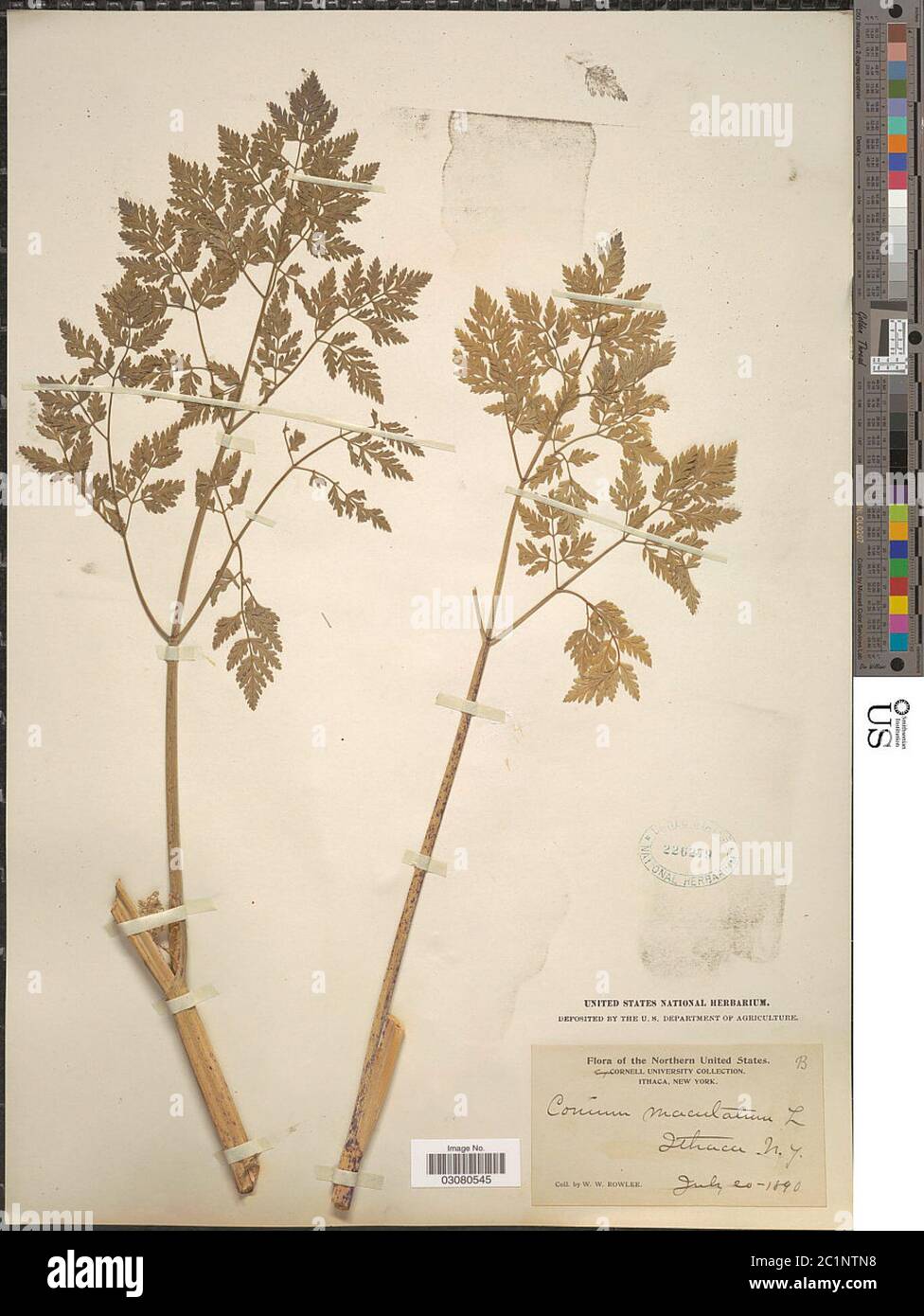 Conium maculatum L Conium maculatum L Stock Photo - Alamy